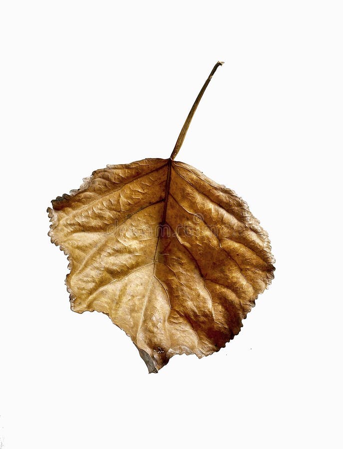 Dead leaf stock photo. Image of tree, nature, fall, cycle - 26824466
