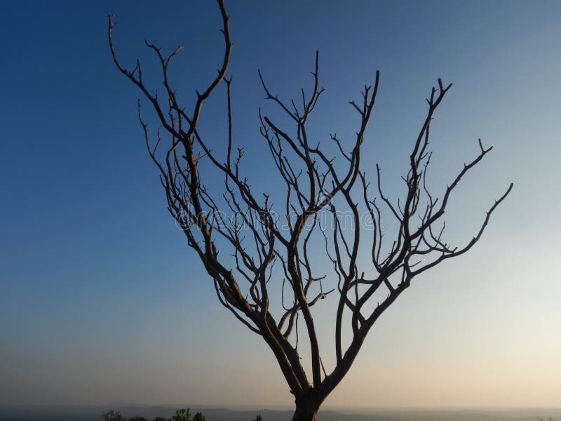 A Dead Tree without Leaves and Beautiful Sky Stock Image - Image of ...