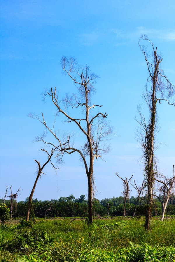 Dead tree stock image. Image of dramatic, plant, bare - 36216803