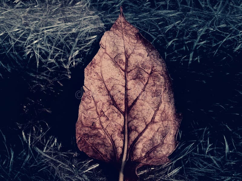 Dead tree leaves stock image. Image of beautiful, leaves - 134480547