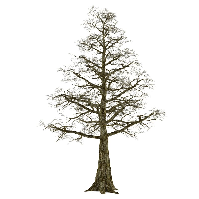 Dead Tree without Leaves Isolated. Acer Top Stock Illustration ...