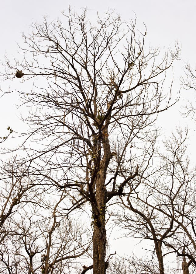 Dead Tree without Leaves stock photo. Image of tree, trunk - 67626646