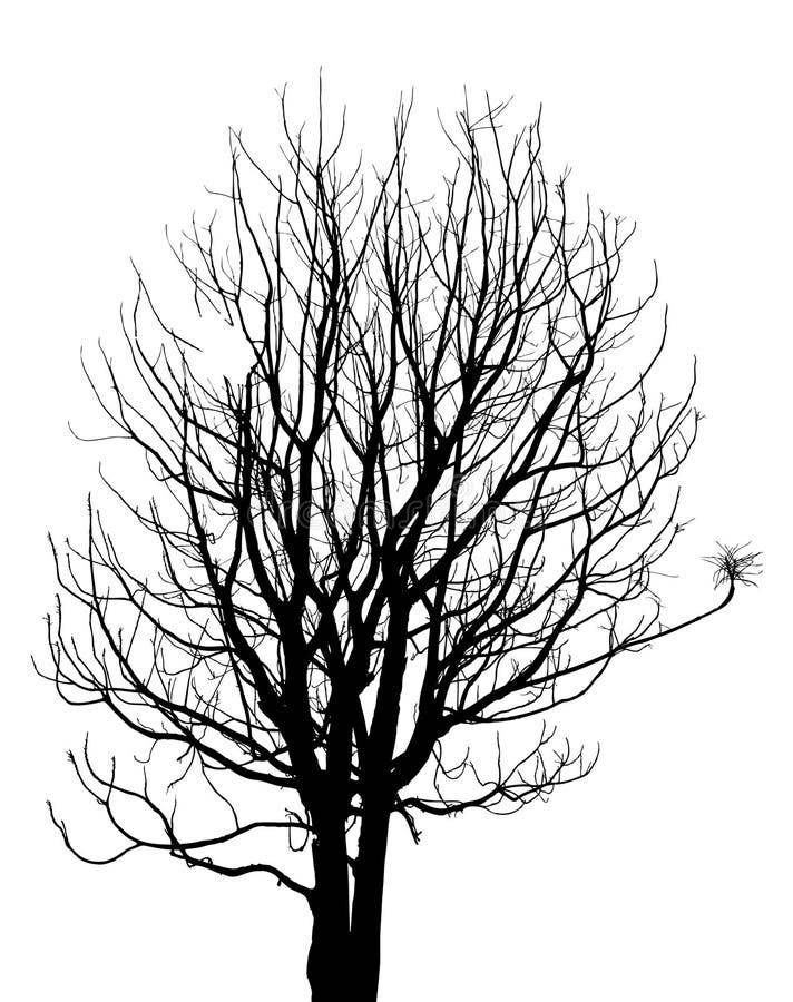 Dead Tree without Leaves Vector Illustration Stock Vector ...