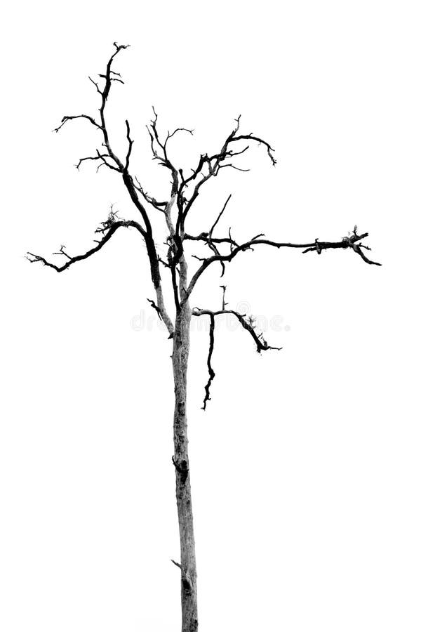 Dead Tree without Leaves stock photo. Image of bare - 152452714