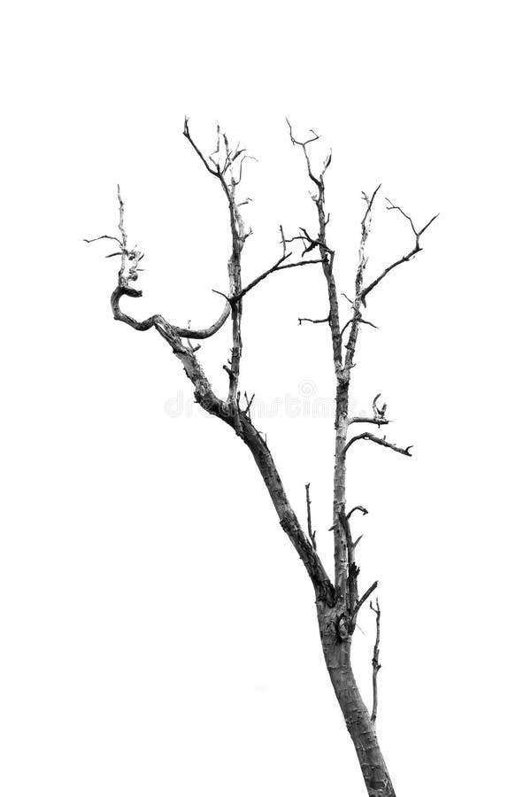 Dead Tree without Leaves stock photo. Image of dead - 152452716