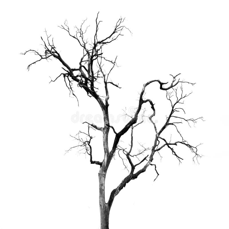 Dead Tree without Leaves stock image. Image of wood - 152452727