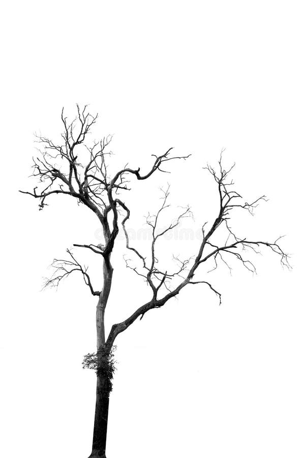 Dead Tree without Leaves stock photo. Image of wood - 152452730
