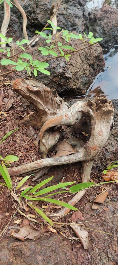 The Dead Tree Left Behind Dried Roots. Stock Photo - Image of carving ...