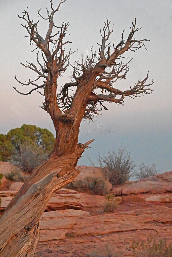 Dead Tree Limbs Make the Scene in the Utah Desert. Stock Photo - Image ...