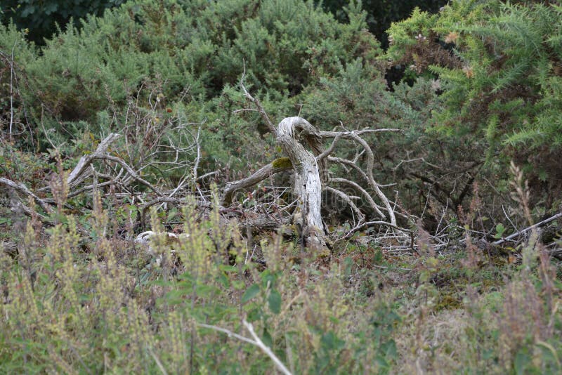 Dead tree limbs stock image. Image of dead, sprawling - 43837337