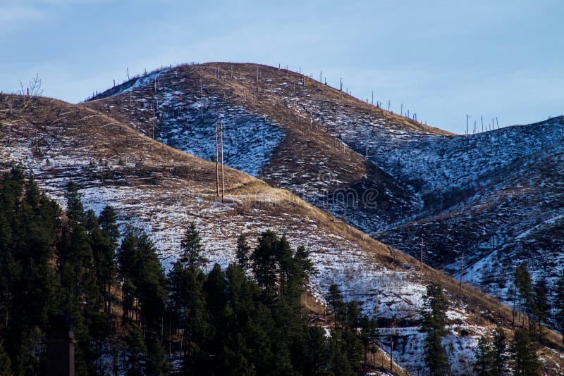Dead Tree Line in the Snow Left from a Fire Stock Photo - Image of ...