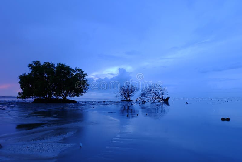 Dead Tree and Live Tree in the Mud Stock Photo - Image of morning ...