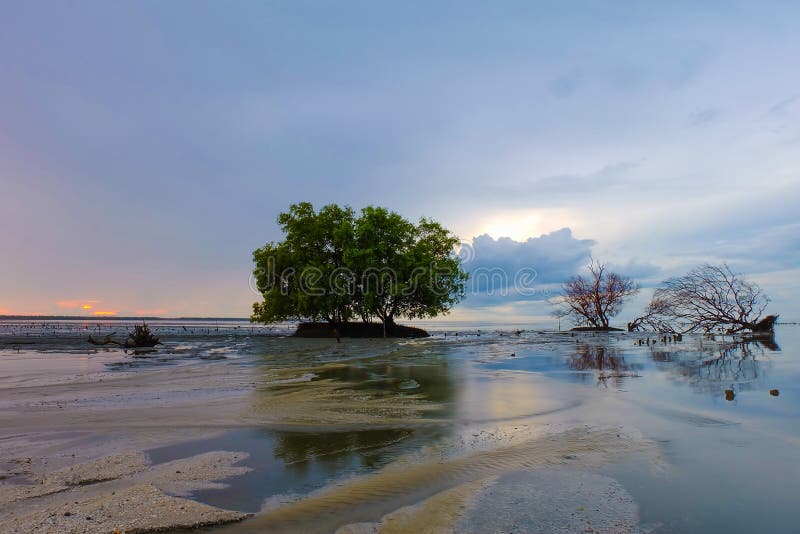 Dead Tree and Live Tree in the Mud Stock Photo - Image of vacation ...