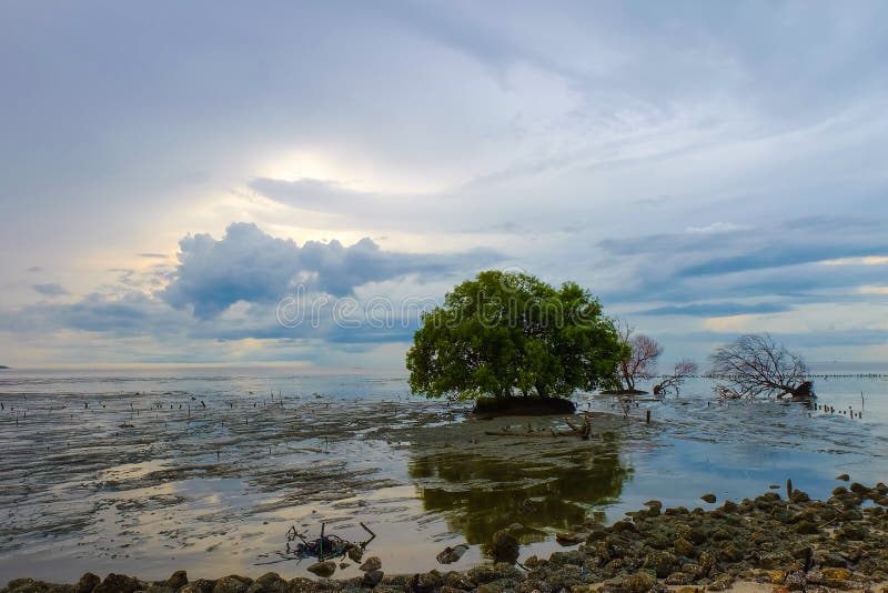 Dead Tree and Live Tree in the Mud Stock Image - Image of driftwood ...