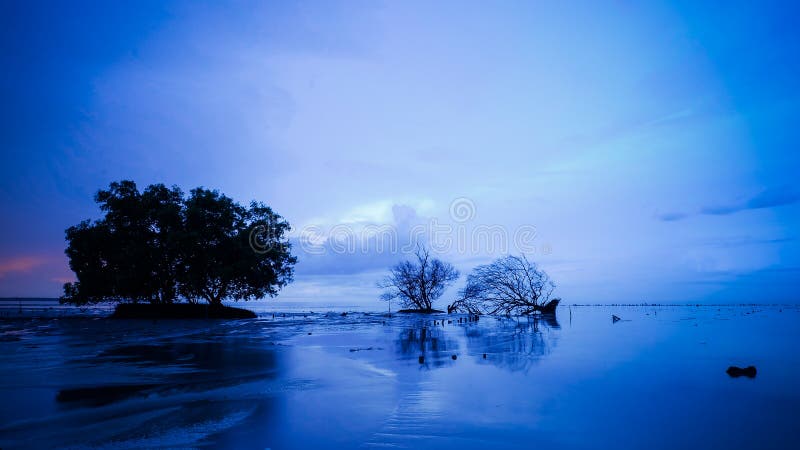 Dead Tree and Live Tree in the Mud Stock Photo - Image of weather ...