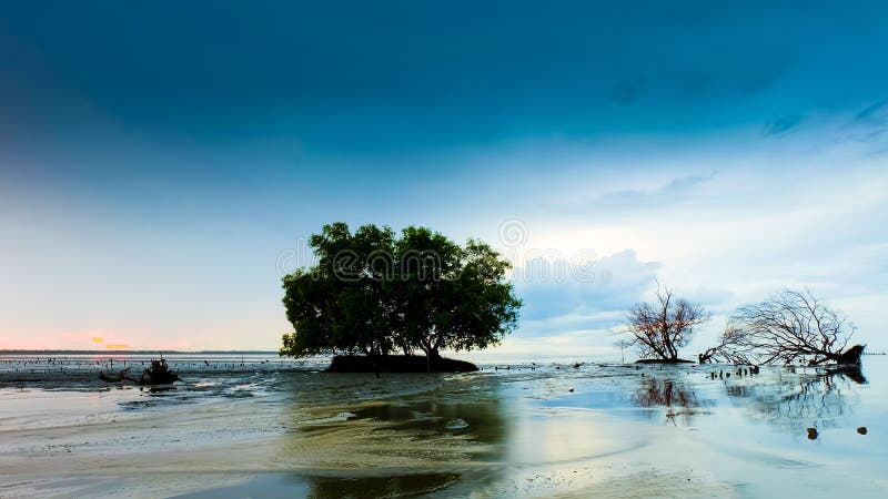 Dead Tree and Live Tree in the Mud Stock Image - Image of tree ...