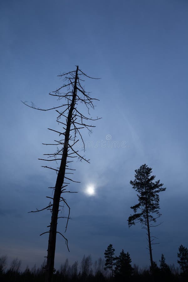 Dead Tree and a Living Tree at Sunset, Toned Image Stock Photo - Image ...