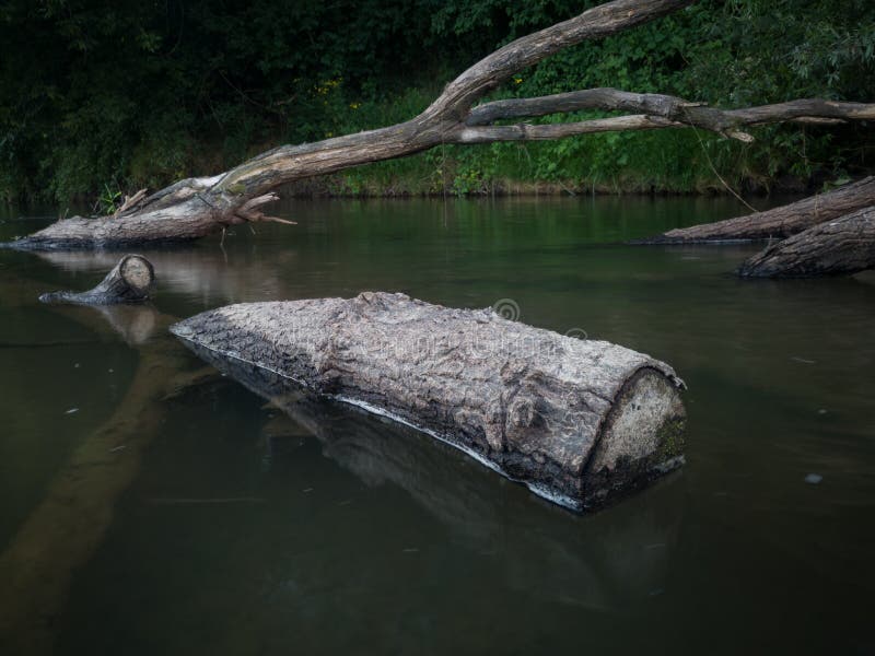 Dead Tree Log with Big Branches Stuck in Shallow River Against Steep ...