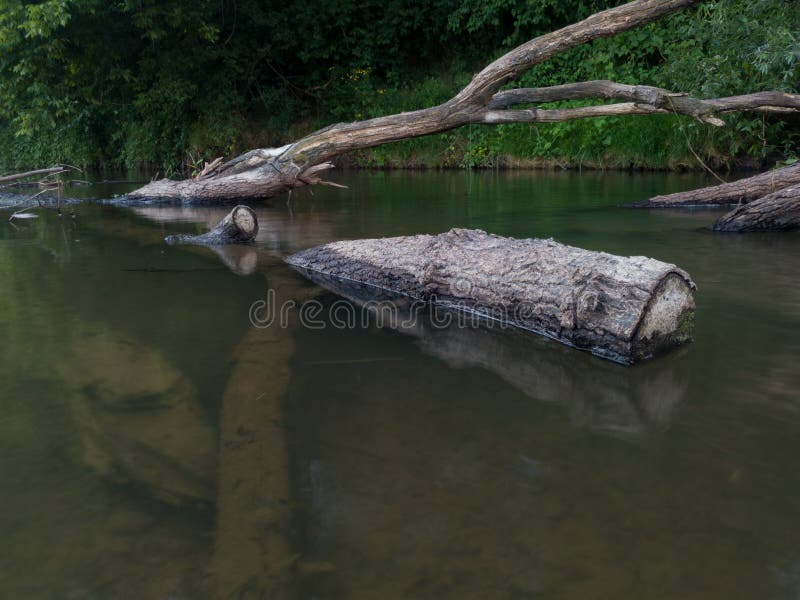 Dead Tree Log with Big Branches Stuck in Shallow River Against Steep ...