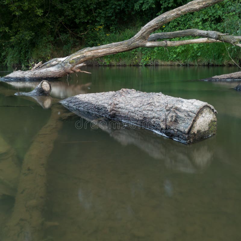 Dead Tree Log with Big Branches Stuck in Shallow River Against Steep ...