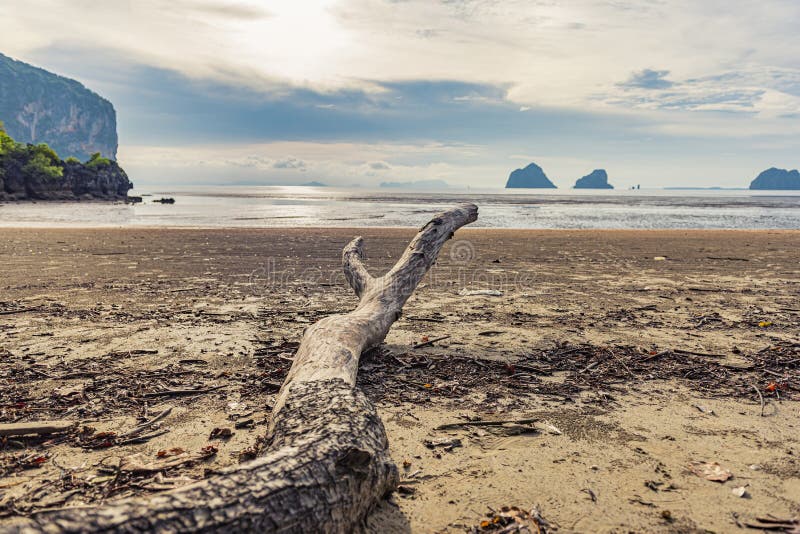 Dead Tree Log on a Sandy Beach with Sunset Background. Stock Image ...