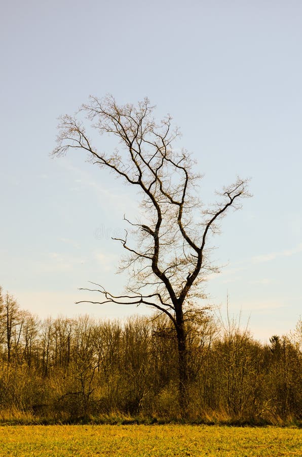 Dead Tree, a Lonely Dried Tree in a Meadow Stock Photo - Image of dead ...