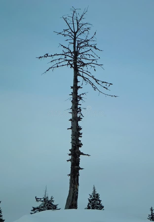 Dead tree stock photo. Image of lonely, dead, snow, bottom - 52231678
