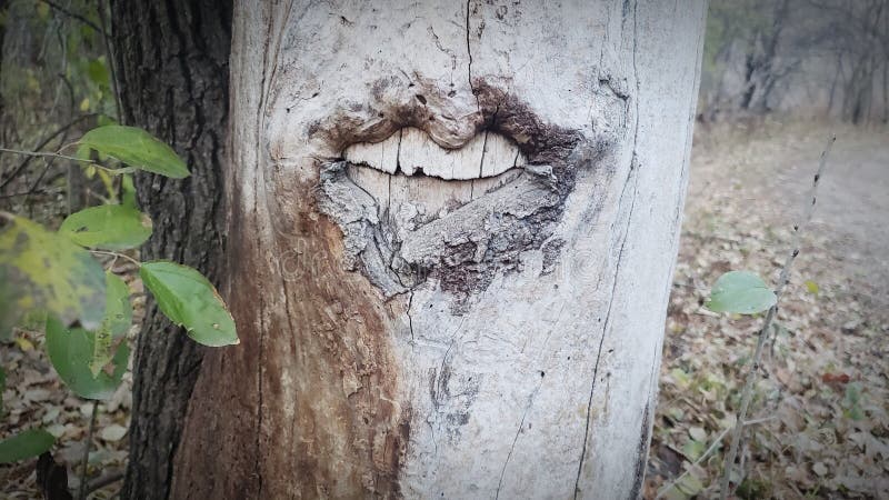 A Dead Tree a Long a Pathway that Has the Perfect Smile, Lips, and ...