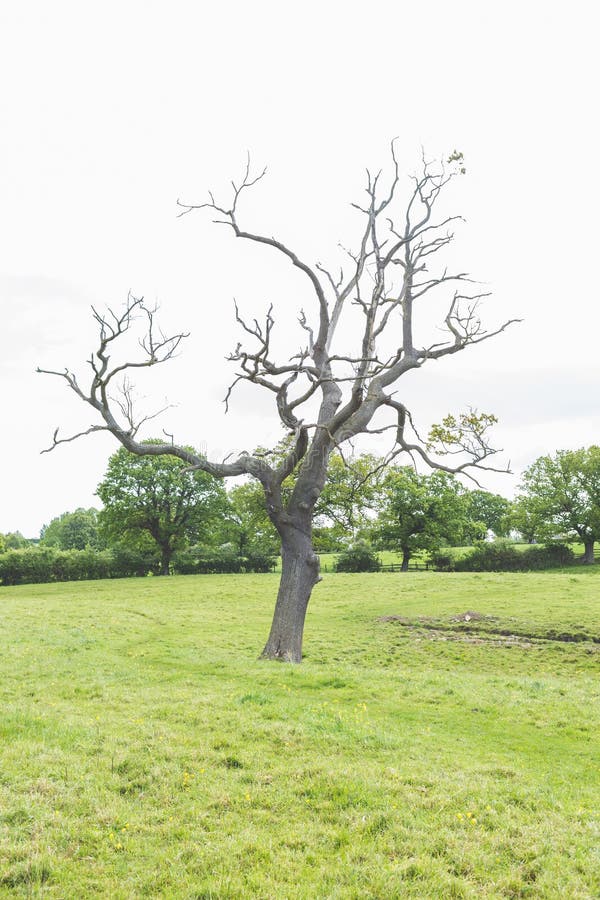 Dead Tree in a Lush Green Field Stock Image - Image of strange, weird ...