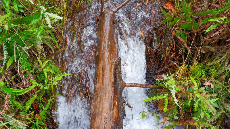 A Dead Tree Lying Across a Fresh River Stock Image - Image of ...