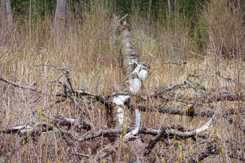 .a Dead Tree Lying among Dry Grass and Branches Stock Photo - Image of ...