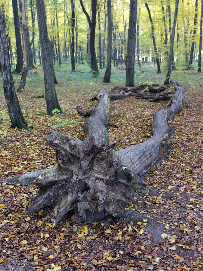 Old Dead Tree Lying in the Autumn Forest Stock Photo - Image of ...