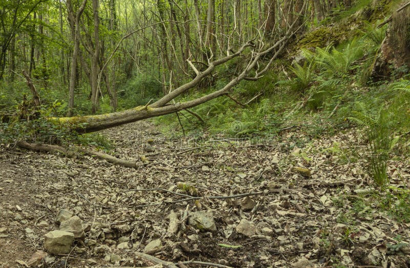 A Dead Tree Lying on the Path that Crosses the Forest Stock Image ...