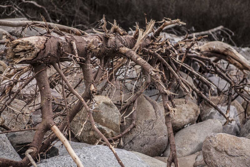 Dead tree lying on rocks stock photo. Image of stone - 50655206