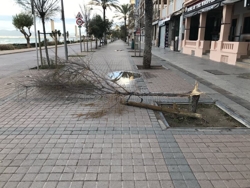 This is the dead tree editorial photography. Image of food - 163754227