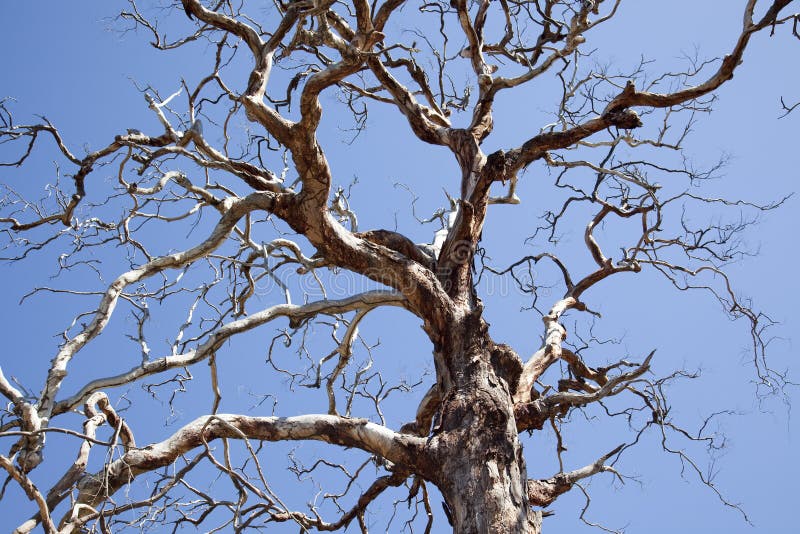 Creepy tree stock image. Image of scary, outdoors, limbs - 162099207