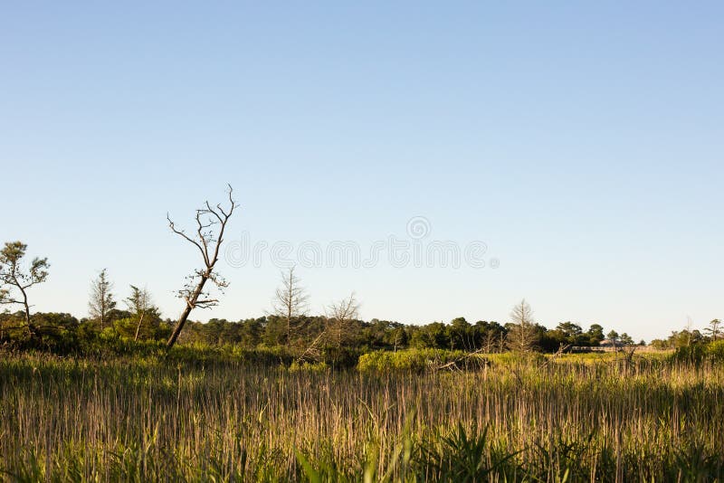 Dead Tree Marsh Field Sunset Sky Stock Image - Image of abstract ...