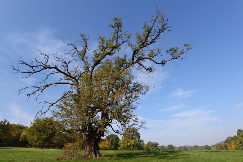 Dead Tree in the Meadow in Early Fall. Stock Photo - Image of pattern ...