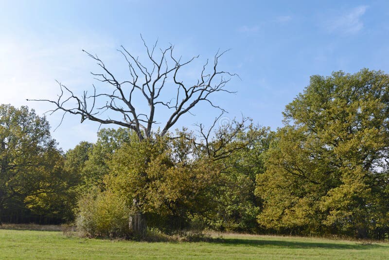 Dead Tree in the Meadow in Early Fall. Stock Image - Image of grass ...