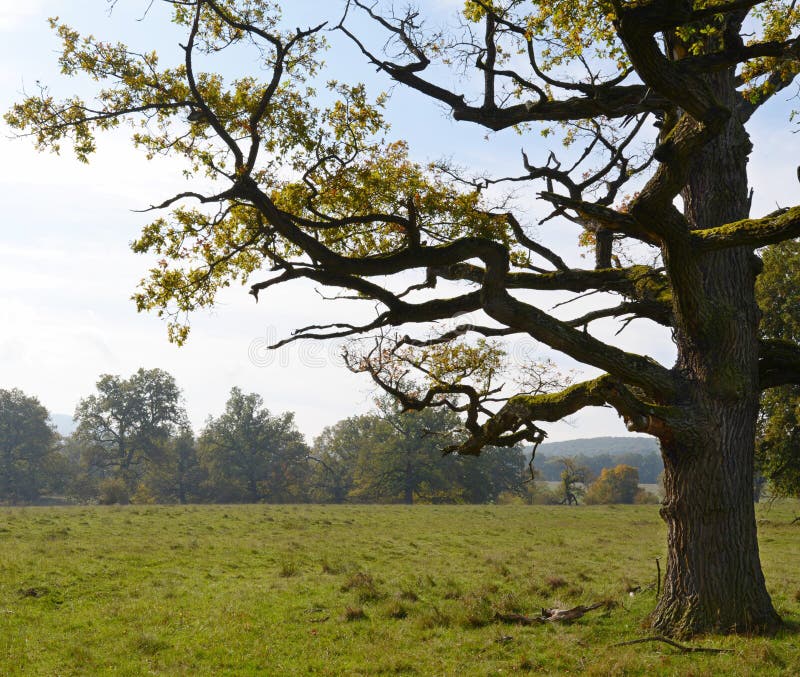 Dead Tree in the Meadow in Early Fall. Stock Photo - Image of lifeless ...