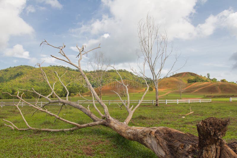 Dead tree on meadow stock photo. Image of fall, decay - 54097278