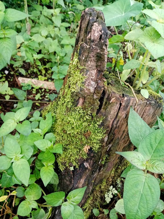 Dead Tree in a Middle of a Forest Stock Image - Image of tree, smart ...
