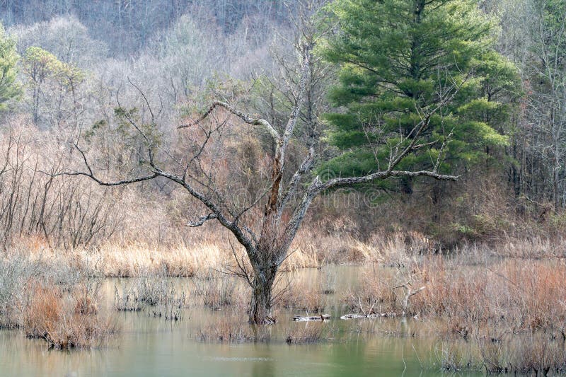Dead Tree Middle Pond Winter Stock Photos - Free & Royalty-Free Stock ...
