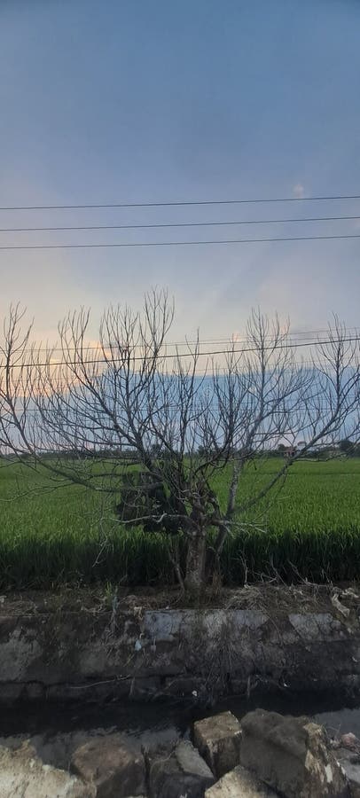 Dead Tree in the Middle of a Rice Field Stock Image - Image of rice ...