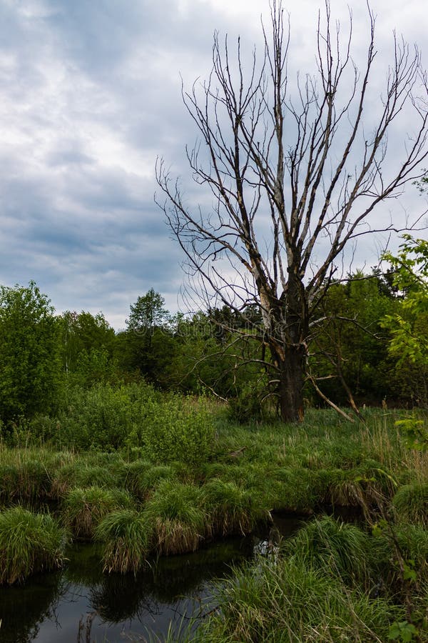 Dead Tree in the Middle of the Swamp Stock Photo - Image of nature ...