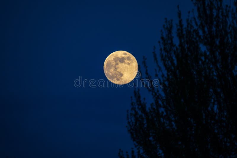 Dead Tree at Midnight with a Glowing Full Moon Stock Photo - Image of ...