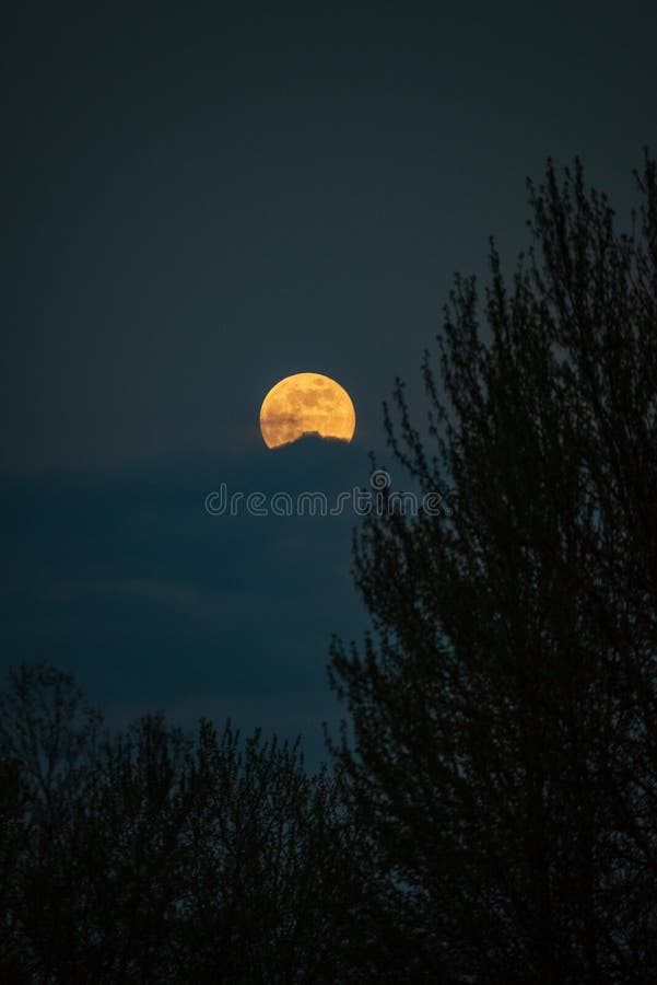 Dead Tree at Midnight with a Glowing Full Moon Stock Photo - Image of ...