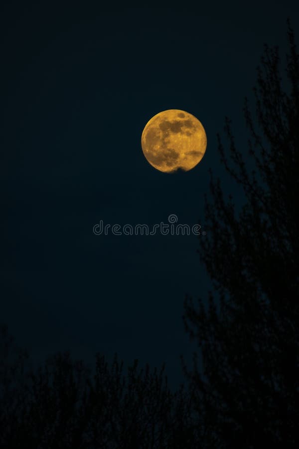Dead Tree at Midnight with a Glowing Full Moon Stock Photo - Image of ...