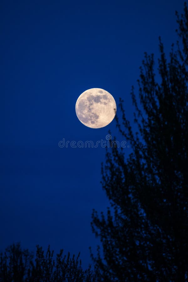Dead Tree at Midnight with a Glowing Full Moon Stock Photo - Image of ...