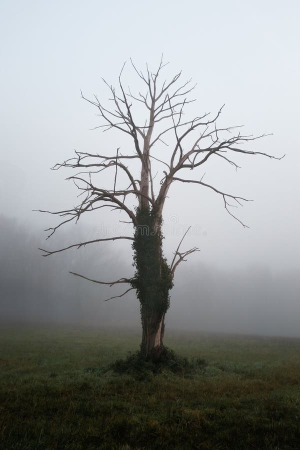 Dead tree in the mist stock photo. Image of dawn, tranquil - 350442788